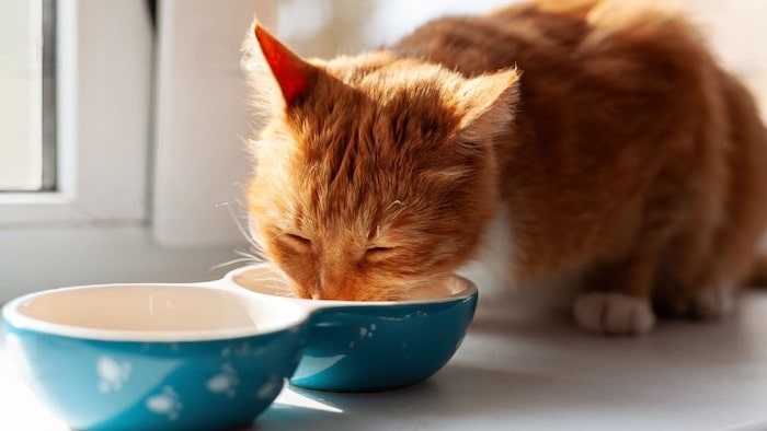 Homemade Diabetic Cat Food Recipes A Purrfect Plate CatNeedsBest