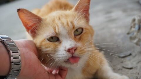 Why Does My Cat Drool When I Pet Him? Reasons EXPLAINED - CatNeedsBest