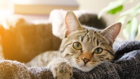 Cat Respiration Rate: What You Need to Know - CatNeedsBest