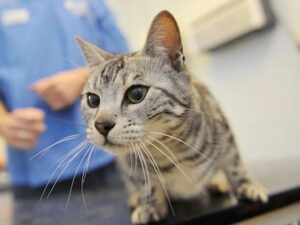 Hyperthyroidism in Cats: A Comprehensive Guide for Pet Owners ...