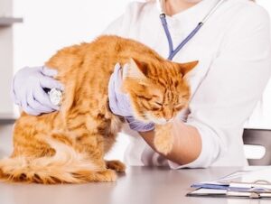 Cat Respiration Rate: What You Need to Know - CatNeedsBest
