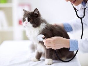 Cat Respiration Rate: What You Need to Know - CatNeedsBest