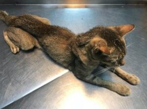 Hyperthyroidism in Cats: A Comprehensive Guide for Pet Owners ...