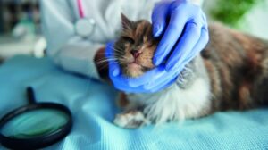Upper Respiratory Infections in Cats: Unveiling the Hidden Dangers ...