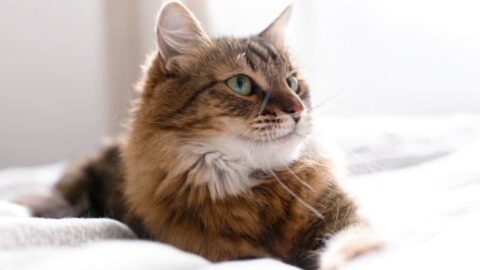 Cat Respiration Rate: What You Need to Know - CatNeedsBest
