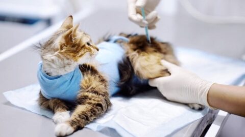 FVRCP Vaccination for Cats: What You Need to Know - CatNeedsBest