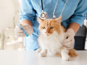 FVRCP Vaccination for Cats: What You Need to Know - CatNeedsBest