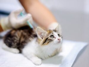 FVRCP Vaccination for Cats: What You Need to Know - CatNeedsBest