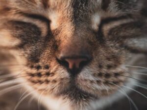 What Is the Black Stuff on My Cat’s Nose? Understanding Feline Health - CatNeedsBest