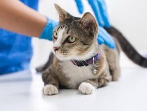 FVRCP Vaccination for Cats: What You Need to Know - CatNeedsBest
