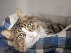 What Is FIV in Cats: Understanding Feline Immunodeficiency Virus ...