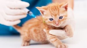 FVRCP Vaccination for Cats: What You Need to Know - CatNeedsBest